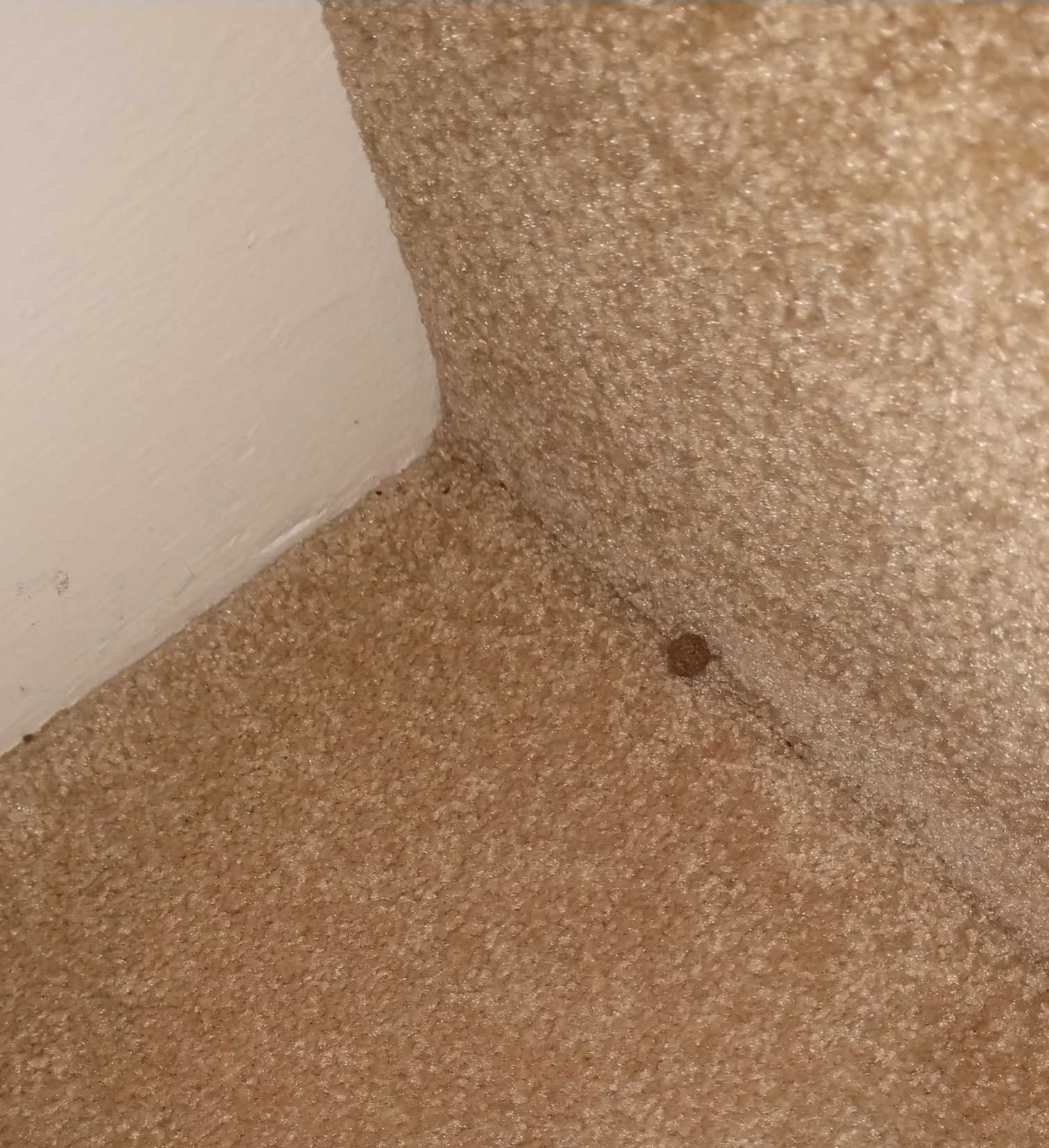 Crevice dwellers – The Rhode Less Traveled